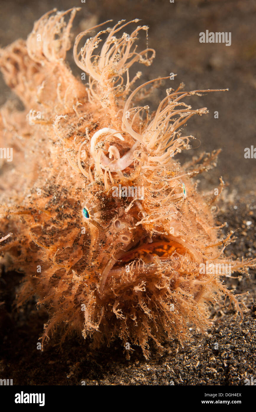 Striated Frogfish (Antennarius striatus), hairy variation, also known ...