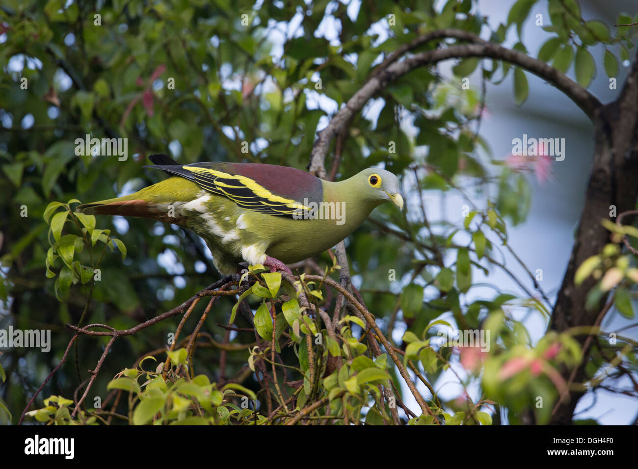 Pigeon gray bird hi-res stock photography and images - Alamy