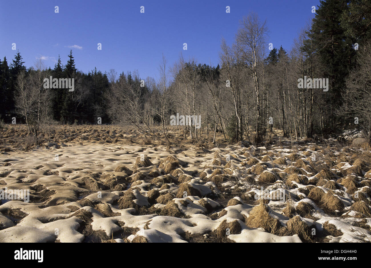 Acid rain, lime spread over wetland, to reduce acidity, Sweden Stock ...