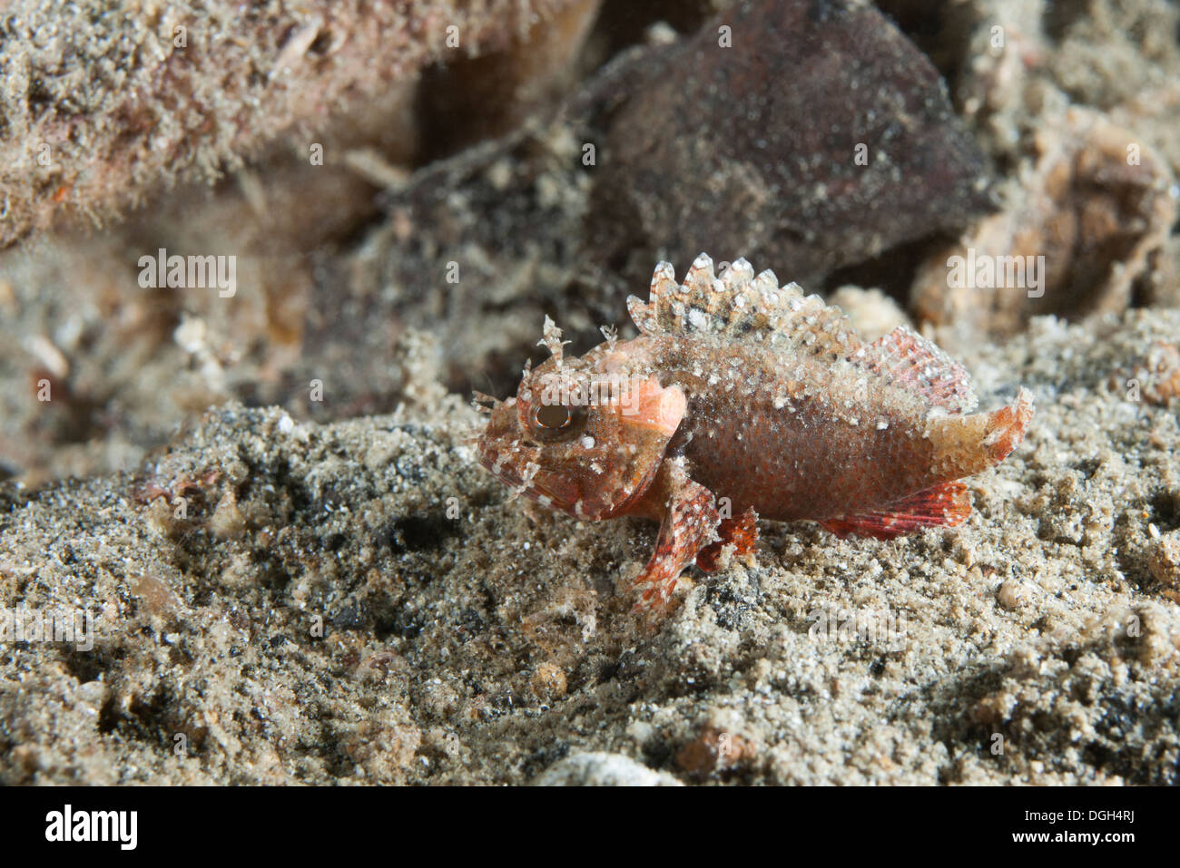 Painted Stingfish (Minous trachycephalus) in the Lembeh Strait off ...