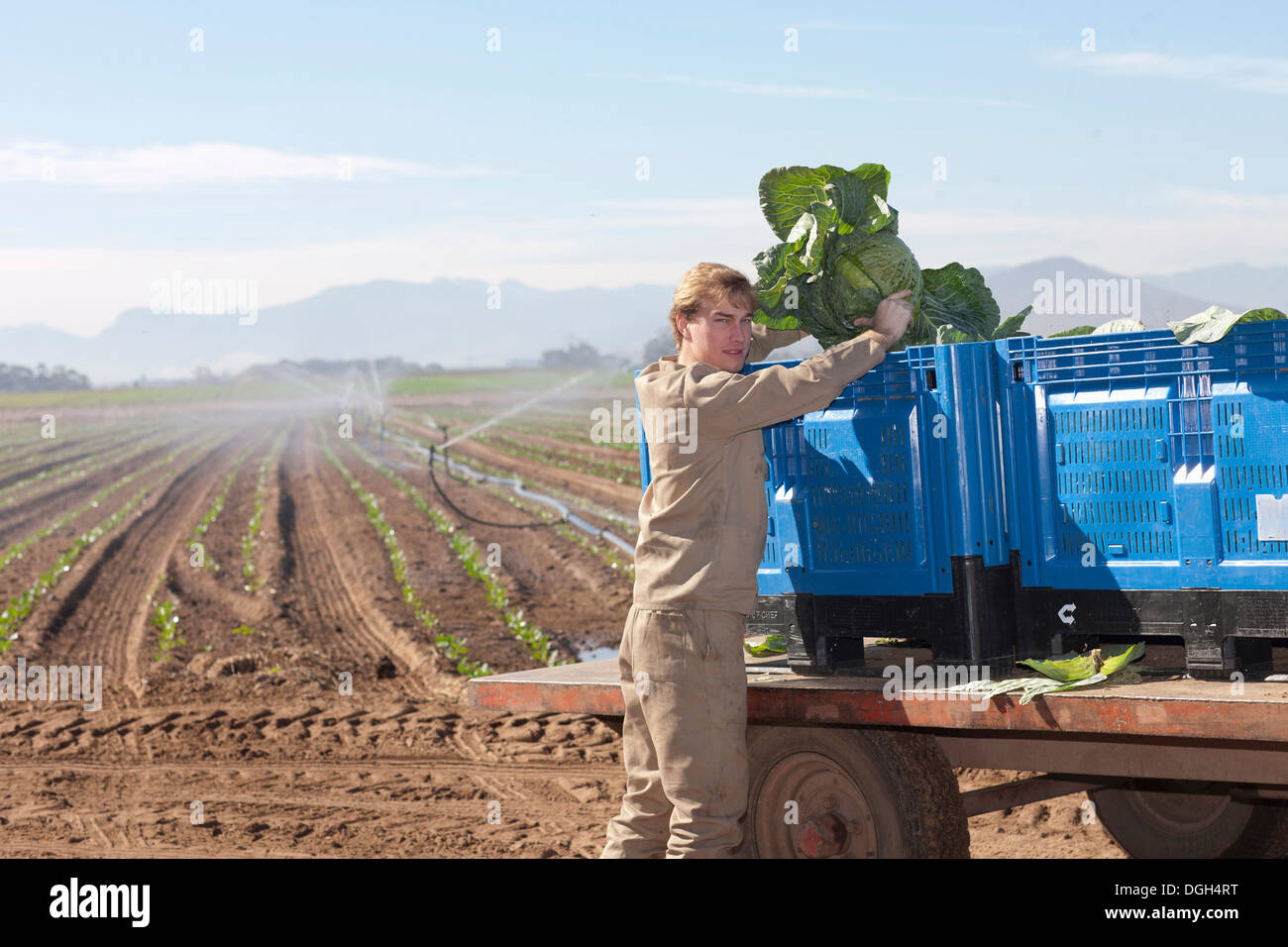 Young man loading vegetables onto crates on trailer Stock Photo - Alamy