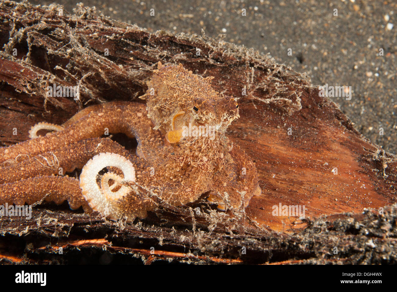 Long Arm Octopus (Octopus sp.), this as yet un-named and undescribed ...