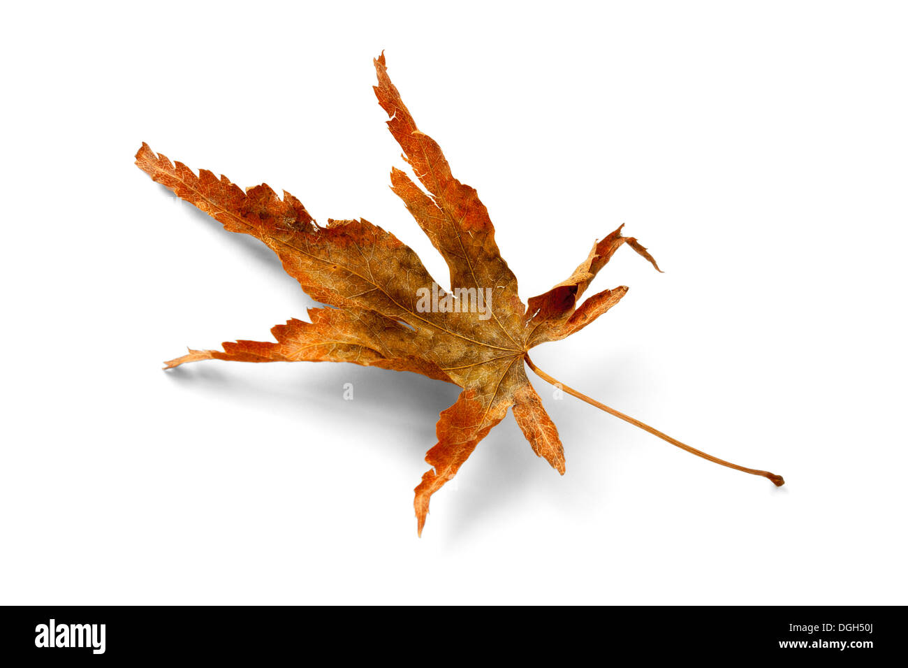 Maple red leaf icon Cut Out Stock Images & Pictures - Alamy