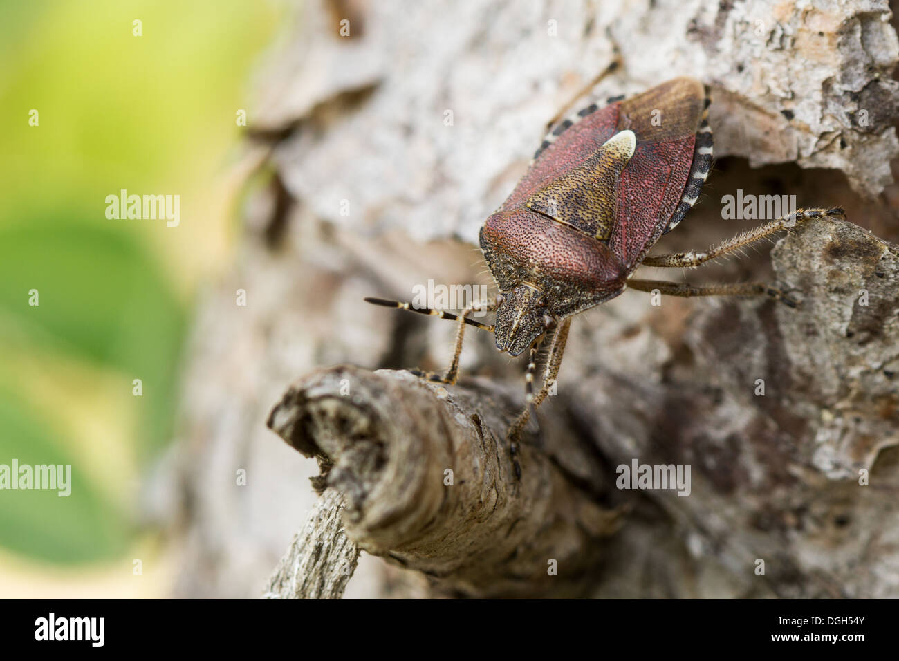 Tree insect pest hi-res stock photography and images - Alamy
