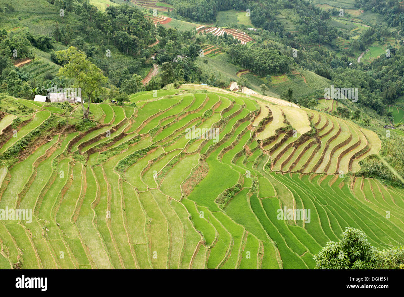 Landscape of Bac Ha , Lao Cai, Vietnam Stock Photo - Alamy