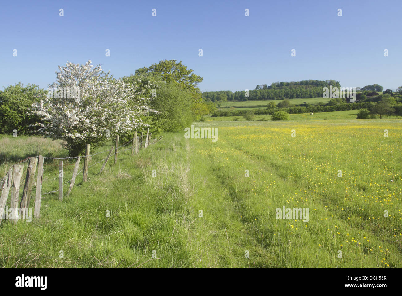 Wildflower set a side hi-res stock photography and images - Alamy