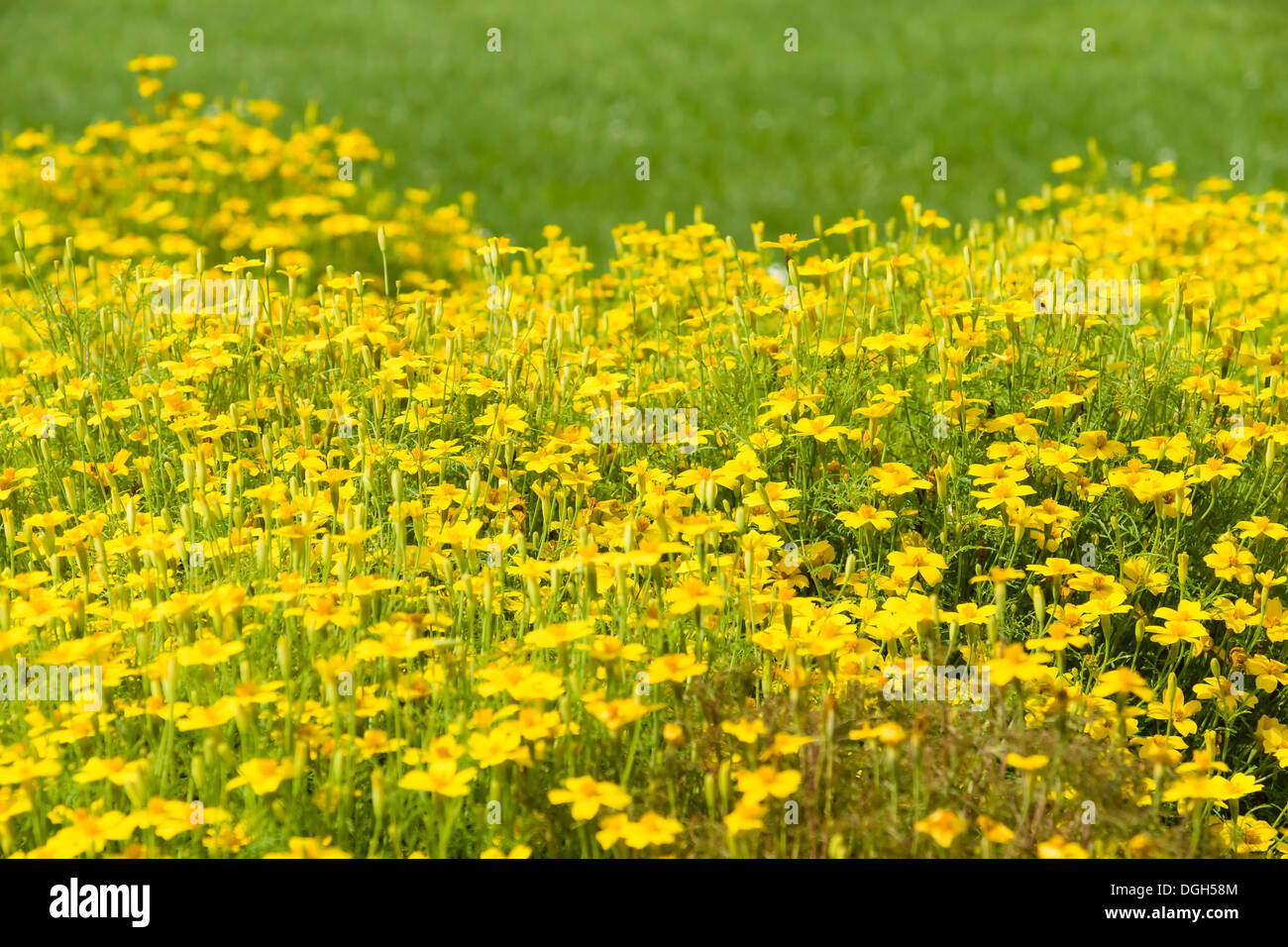 Flowering Tagetes (Tagetes microglossa). Background. Focus on the ...