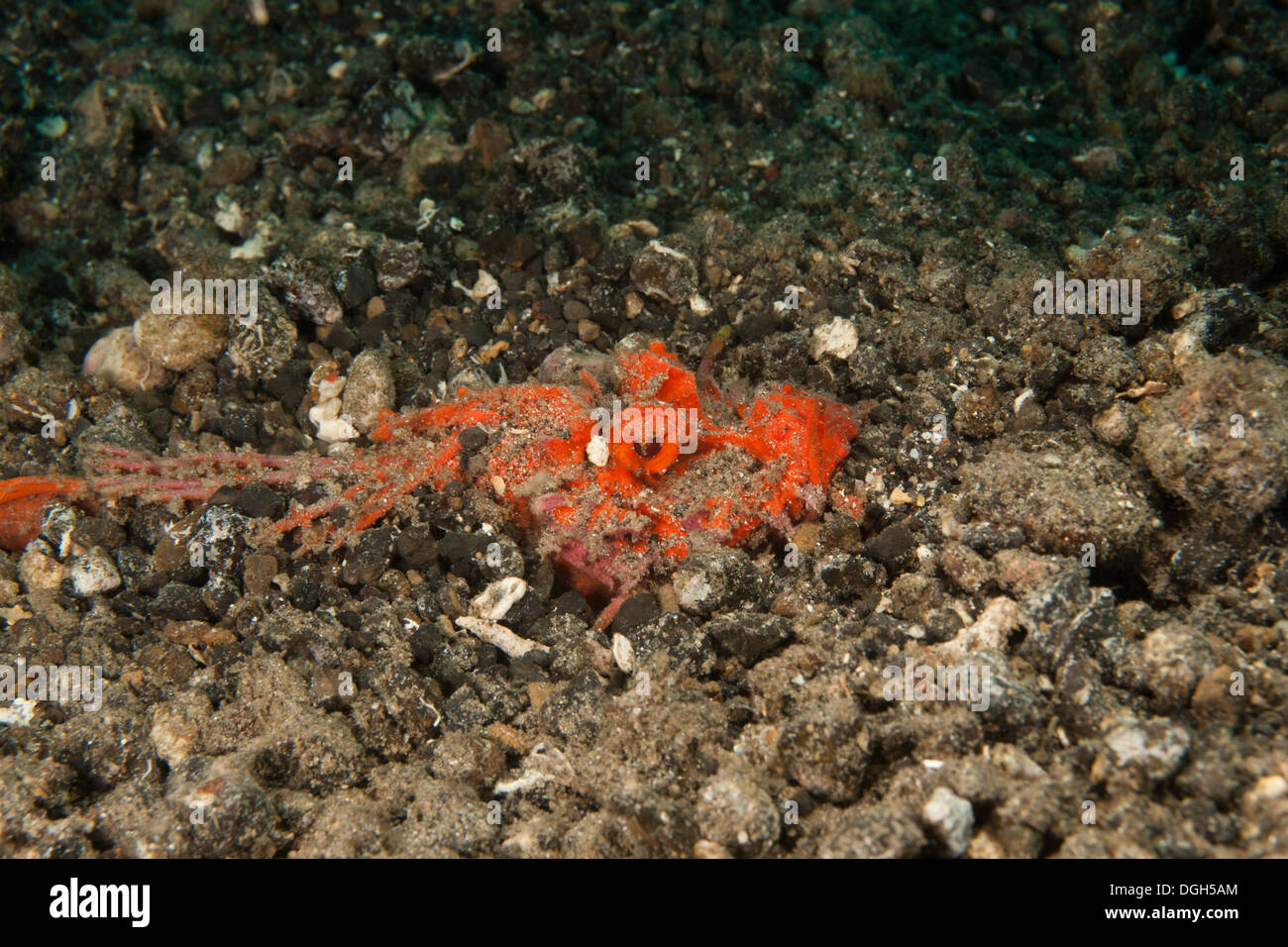 Spiny Devilfish (Inimicus didactylus) hidden in the black sand of the ...
