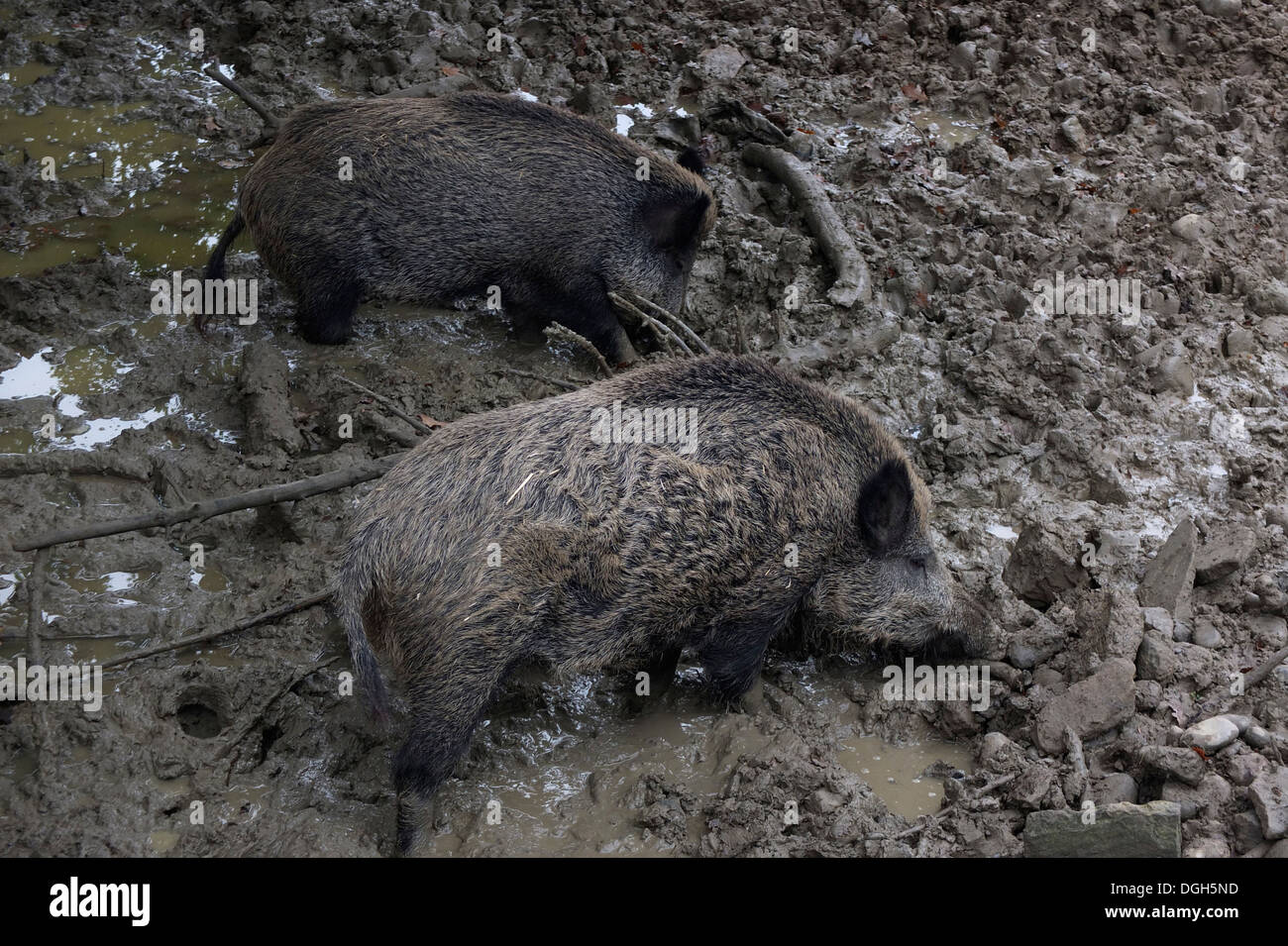 Boars hi-res stock photography and images - Alamy