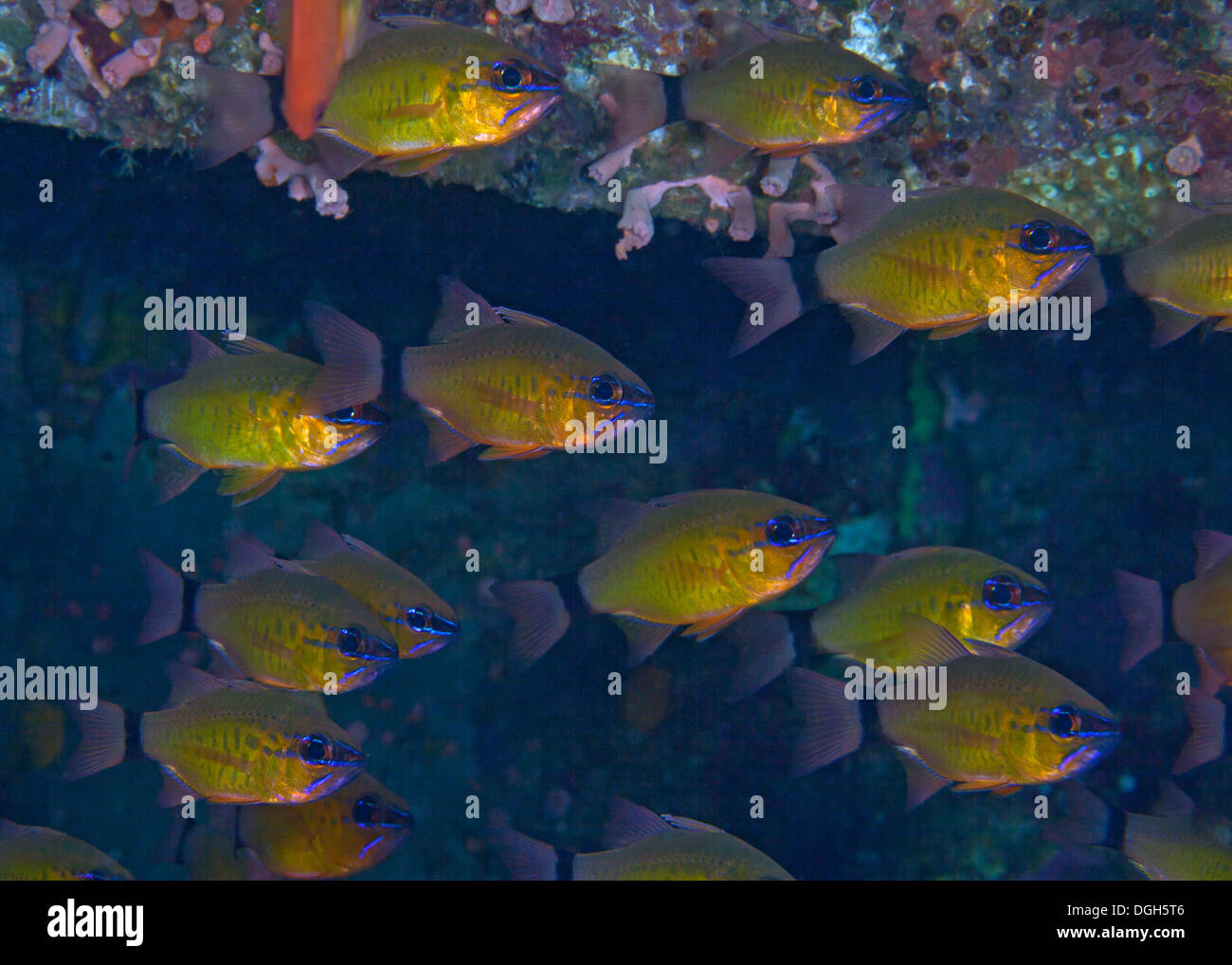 School of Ringtail cardinal fish (Ostorhinchus aureus), Puerto Galera ...