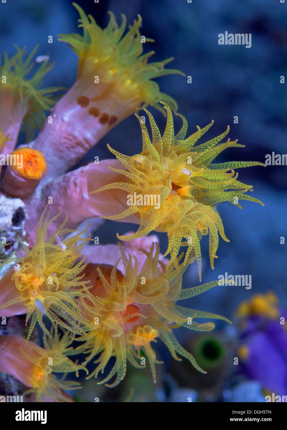 Orange cup corals (Tubastrea sp.), Komodo, Indonesia Stock Photo - Alamy