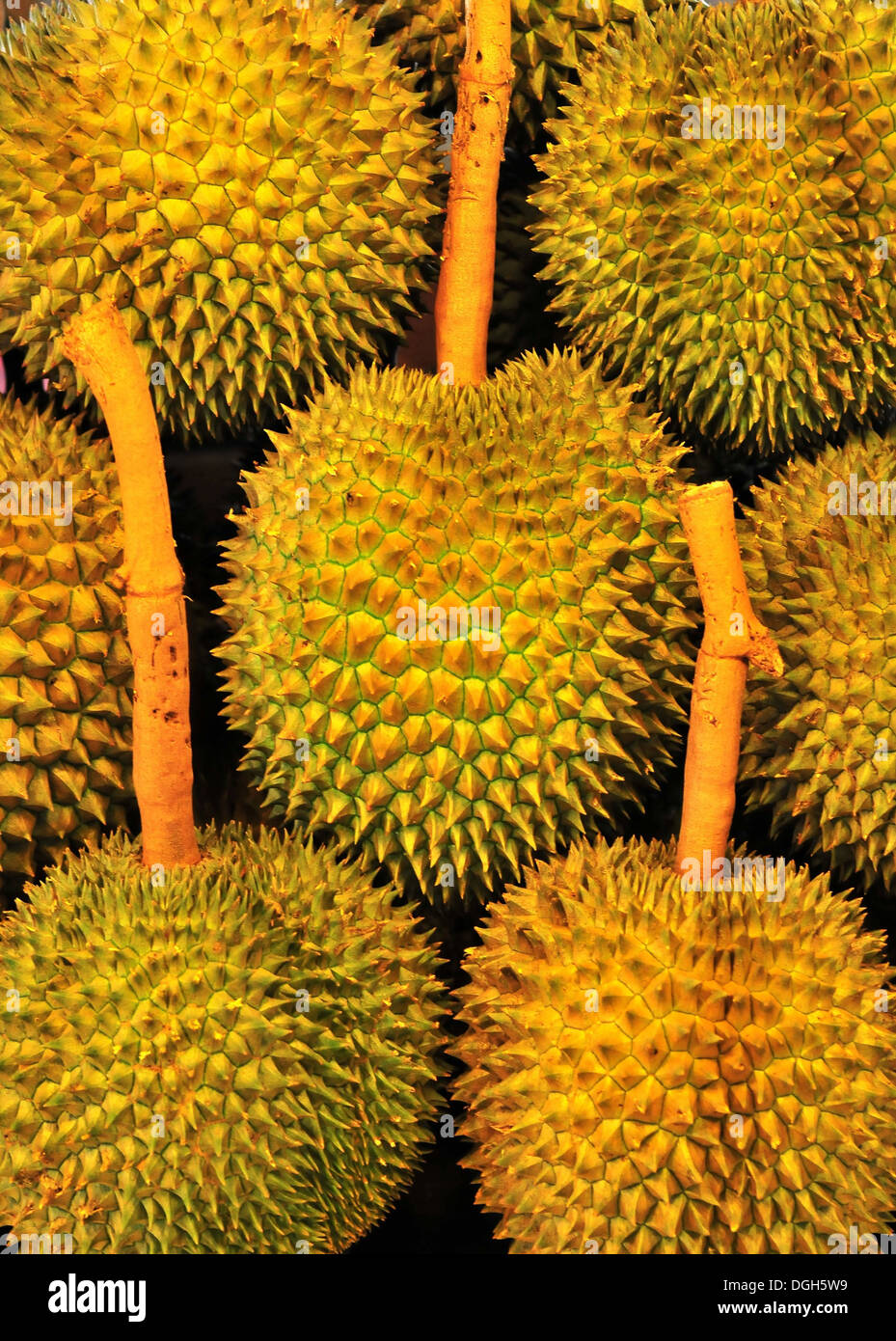Kan yow durians hi-res stock photography and images - Alamy