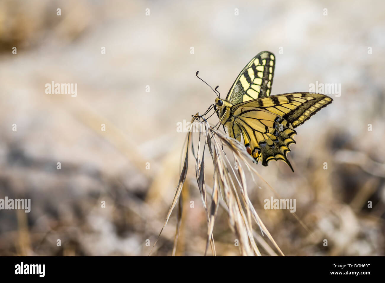 Western Tiger Swallowtail (Papilio rutulus Stock Photo - Alamy
