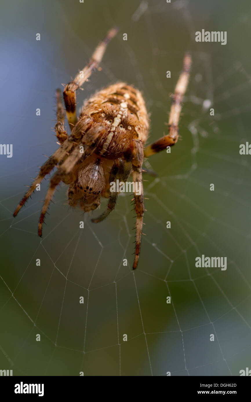 Common garden spider hi-res stock photography and images - Alamy