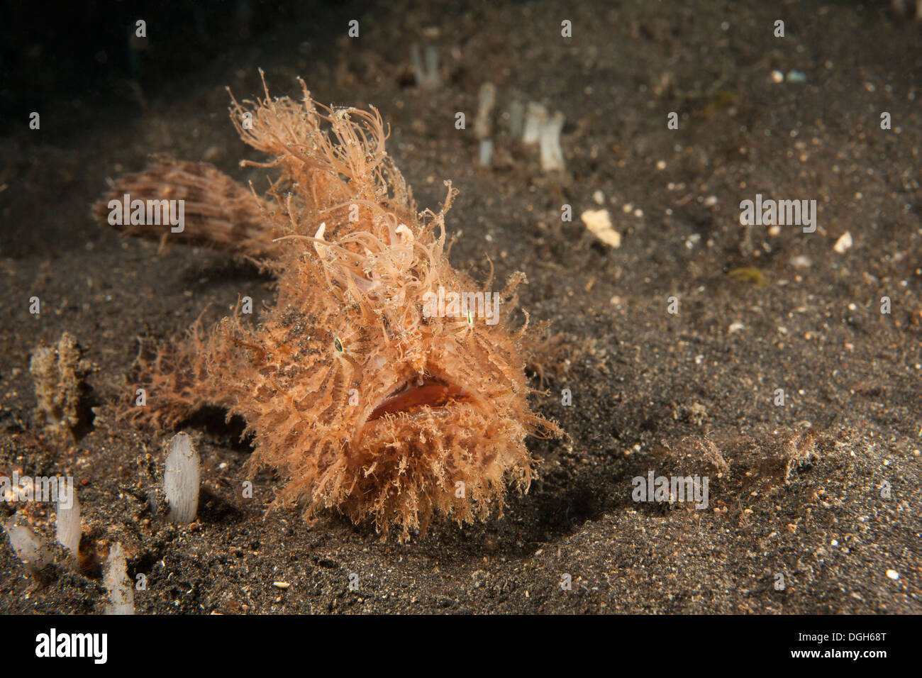 Striated Frogfish (Antennarius striatus), hairy variation, also known ...