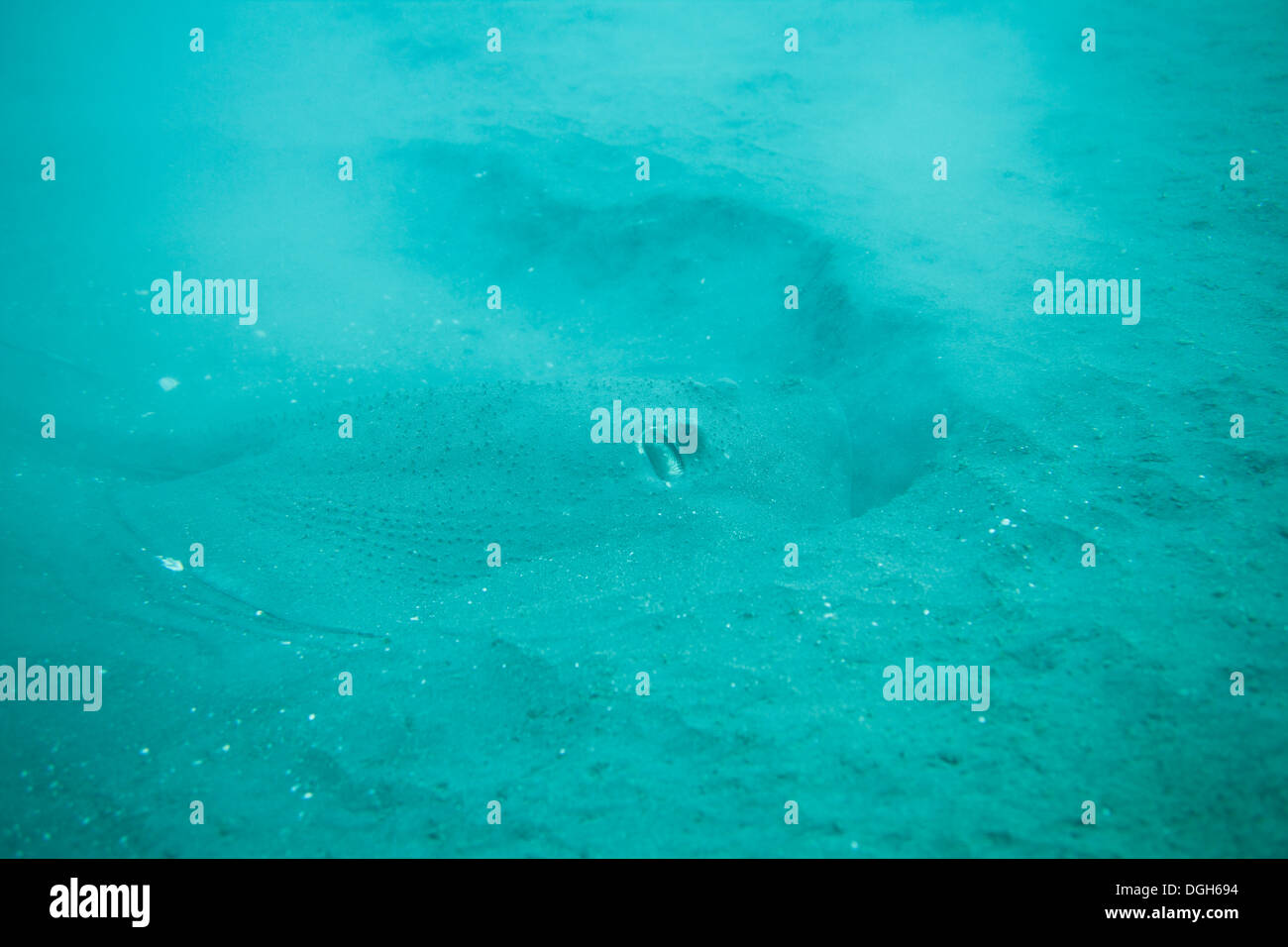 Stingray feeding hi-res stock photography and images - Alamy