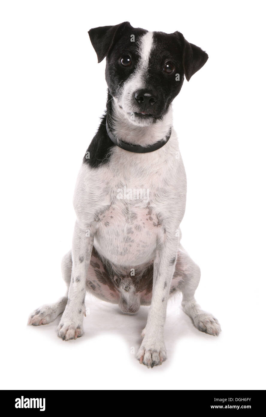 Jack russell terrier sitting in a studio Stock Photo - Alamy