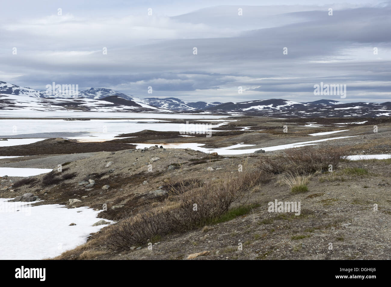 View of snow covered tundra habitat on regenerated former mining area ...