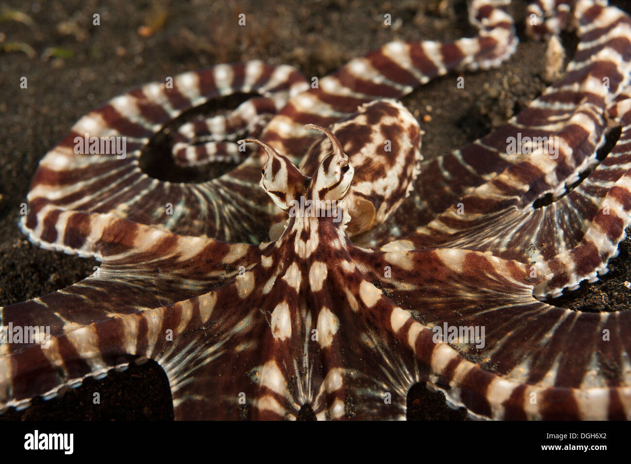Mimic octopus (Thaumoctopus mimicus) on black sand bottom in the Lembeh ...