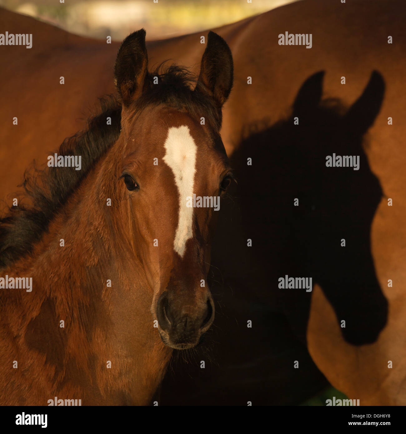 Einsiedeln abbey hi-res stock photography and images - Alamy