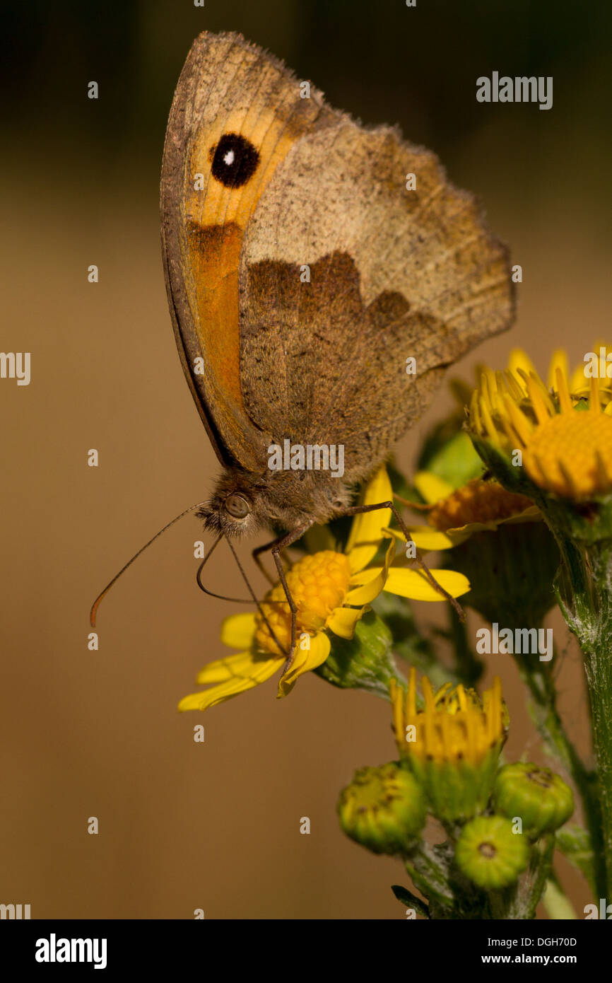 Meadow Brown Butterfly (Maniola jurtina) on Ragwort flower Stock Photo ...