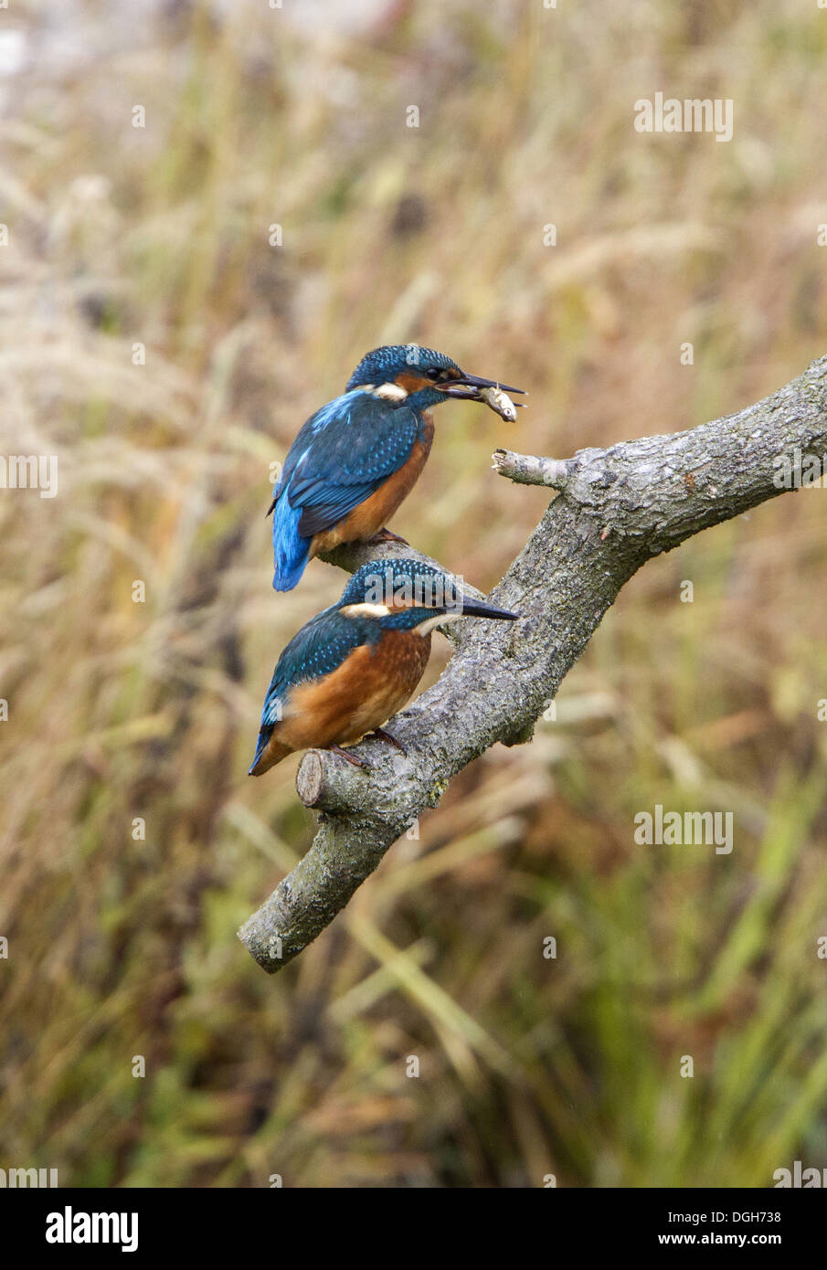 Two Kingfishers one with a Stickleback fish. Lackford Lakes, Suffolk ...