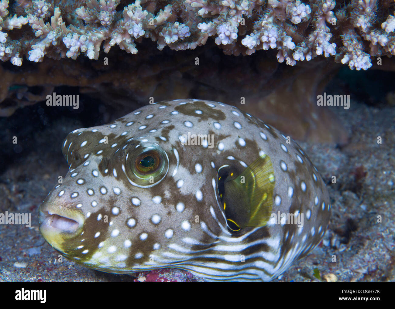 Male patterns hi-res stock photography and images - Alamy