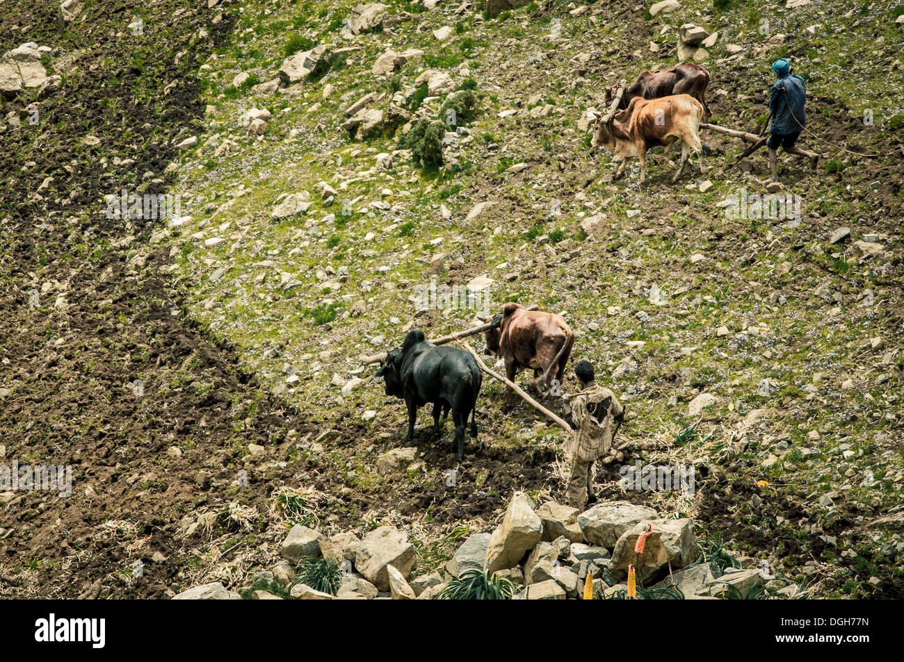 tow men plow with their cows Stock Photo - Alamy
