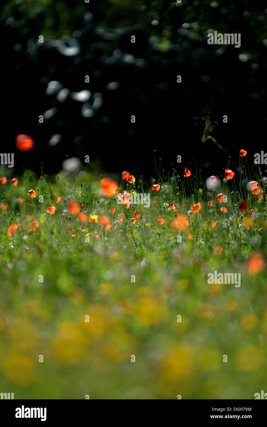 Amazing poppy fields hi-res stock photography and images - Alamy