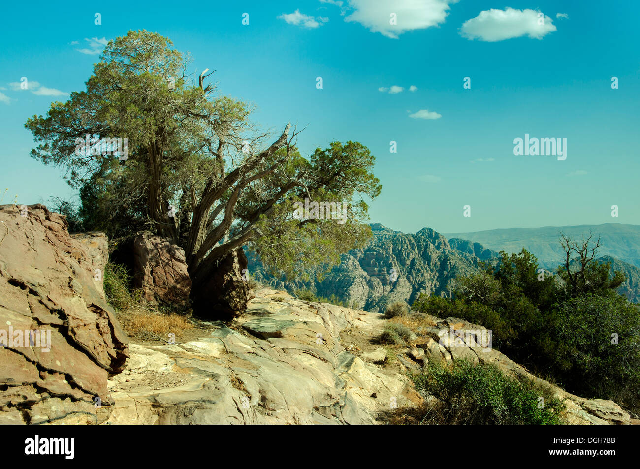 A view of a landscape with a tree in foreground in Petra, Jordan Stock ...