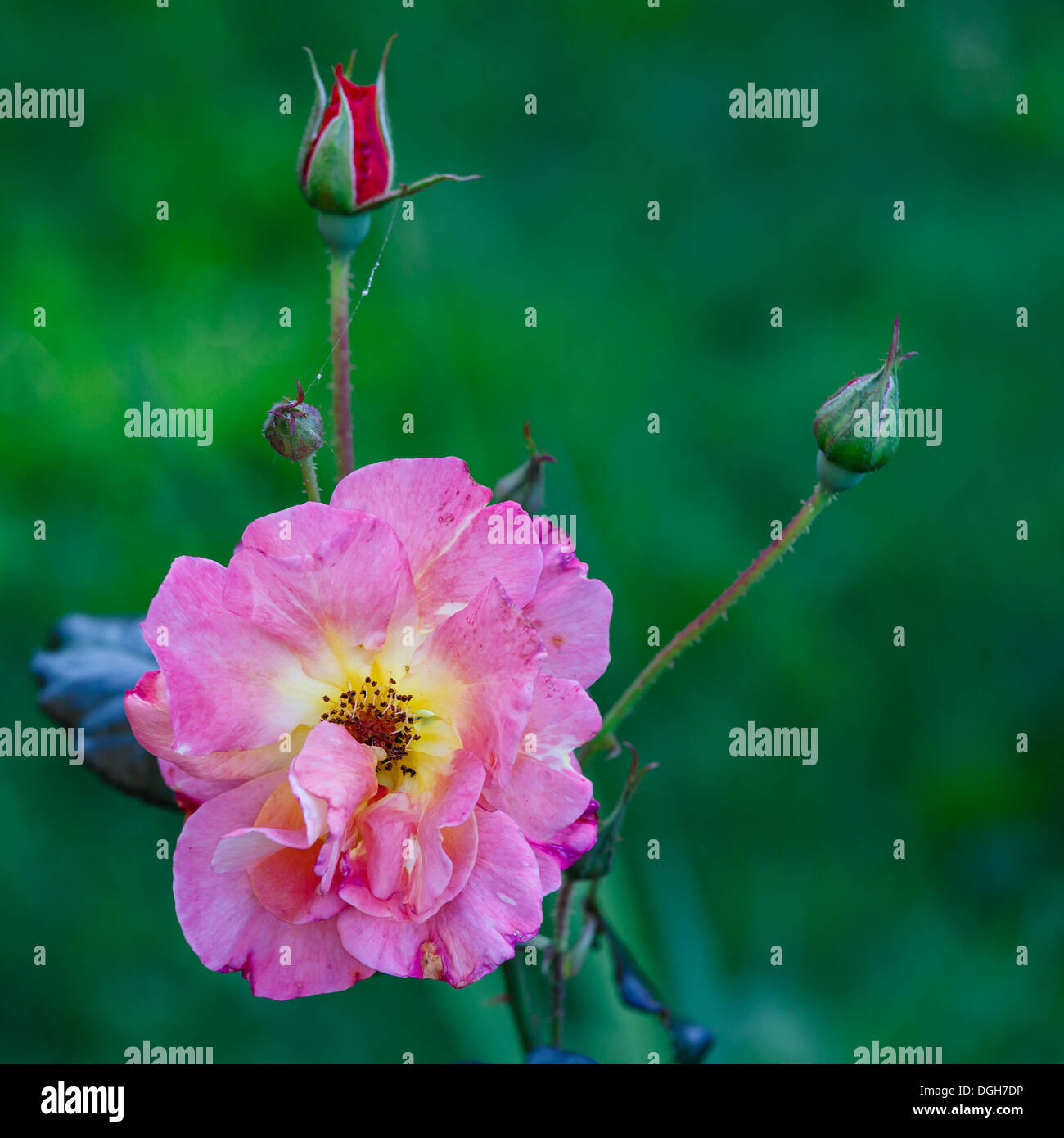 Blossoming flower hi-res stock photography and images - Alamy