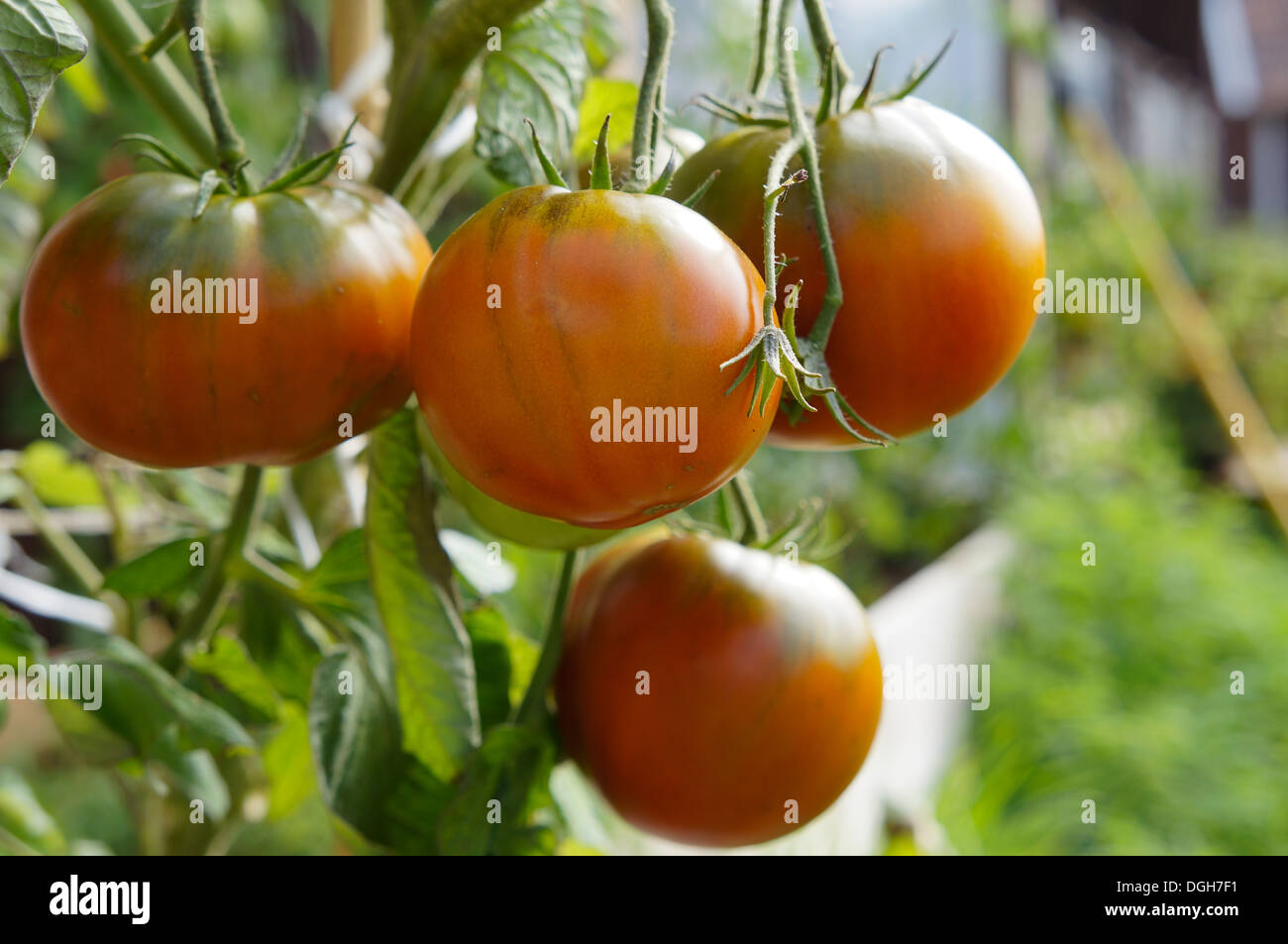 Tomato plant with tomatos Stock Photo - Alamy