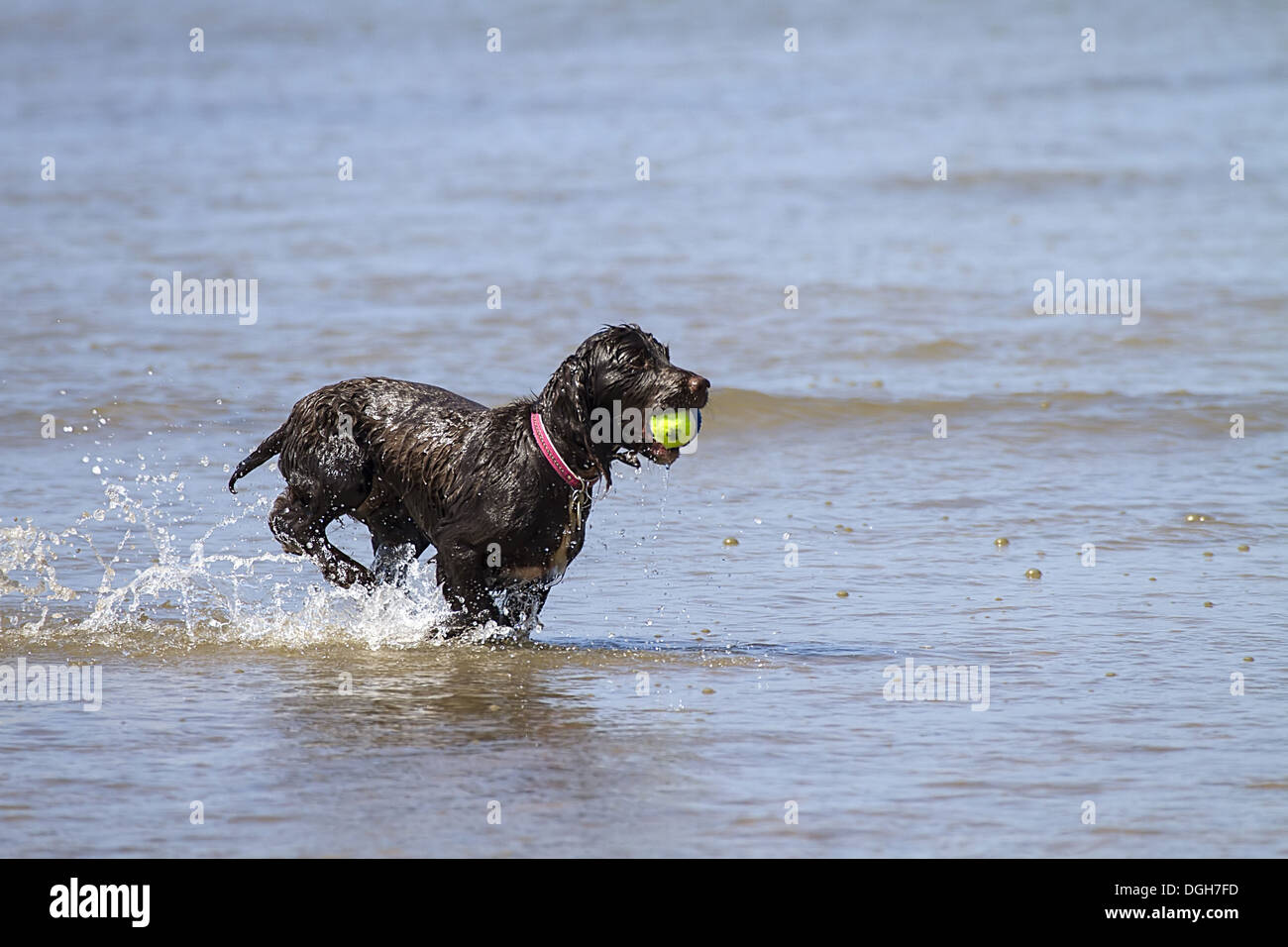 A Working Cocker Spaniel retreaving a ball in water Stock Photo - Alamy