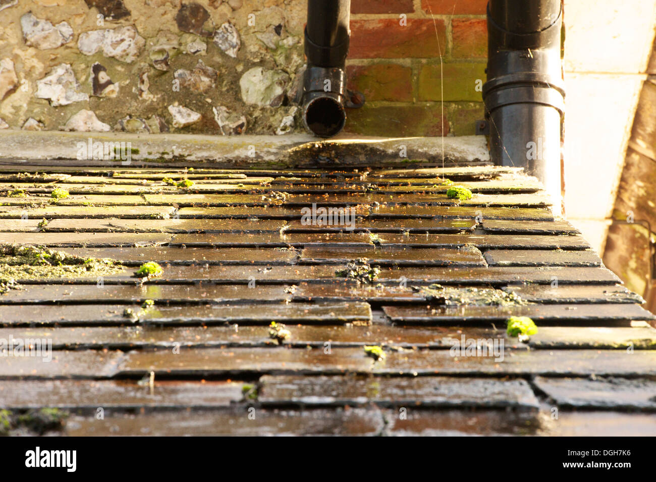 Mossy Slate roof with wet run off from drain pipe Stock Photo - Alamy