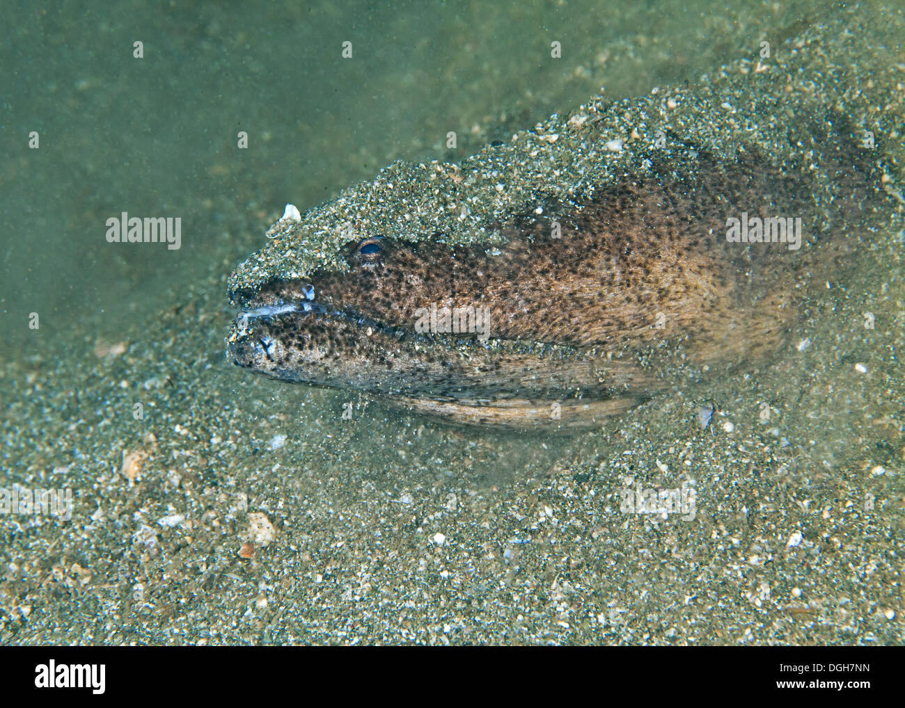 Snake eel underwater indonesia ocean hi-res stock photography and ...