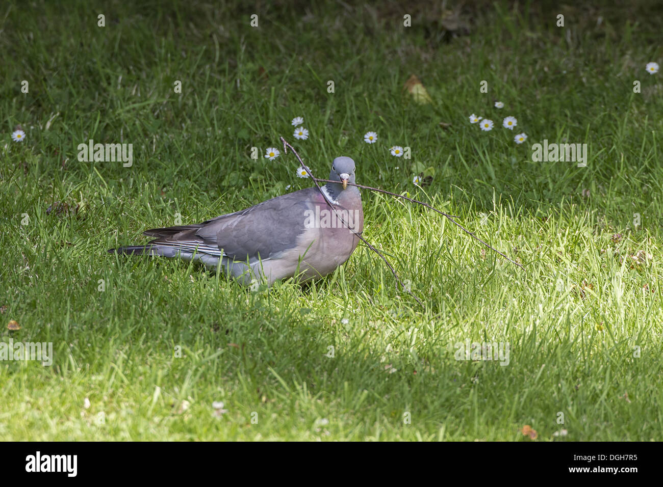 Wood Pigeon collecting nesting material Stock Photo - Alamy