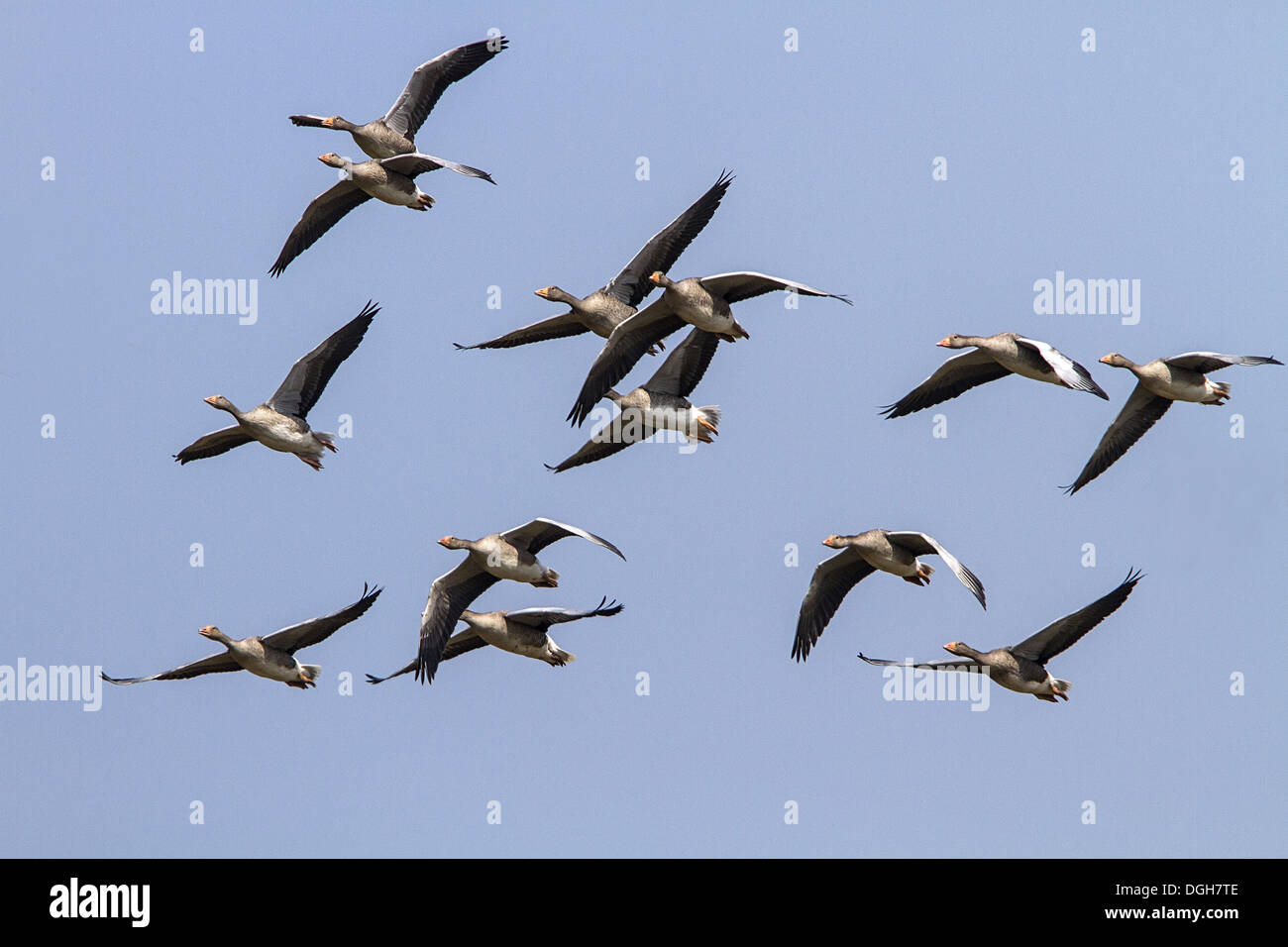 Flock of Greylag Geese flying - North Norfolk Summer Stock Photo - Alamy