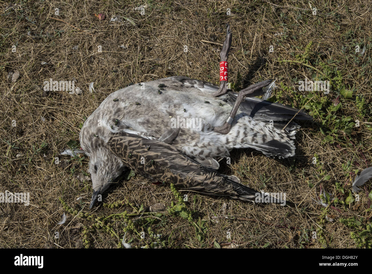 Dead juvenile Lesser Black blacked Gull with BTO metal ring and colour ...