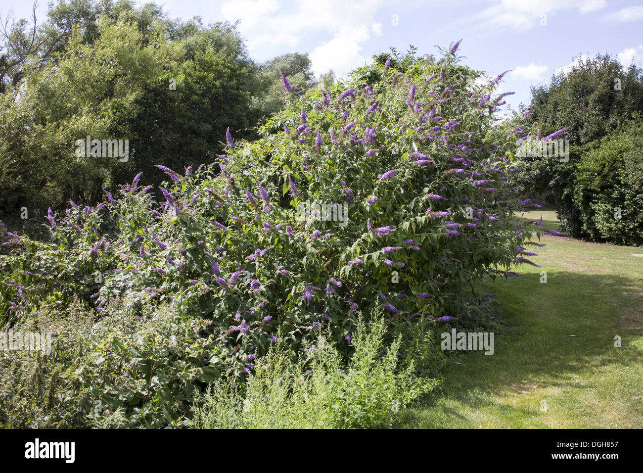 Buddleia tree hi-res stock photography and images - Alamy