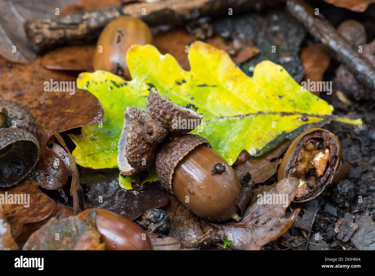 Acorns on woodland floor in the Rivelin Valley, Sheffield, South ...