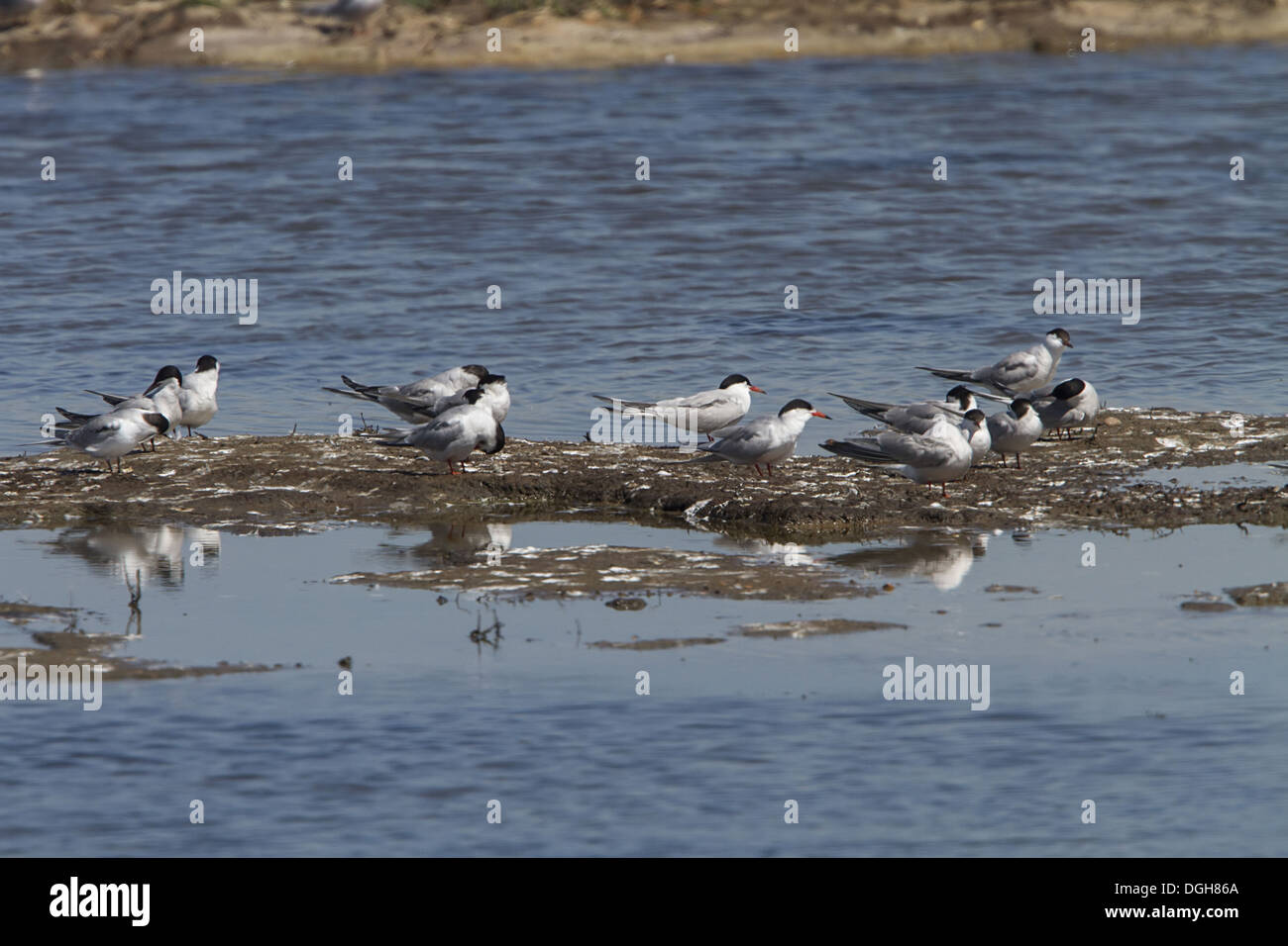 Group of Common Terns, some adult with red bills and mostlt juveniles ...