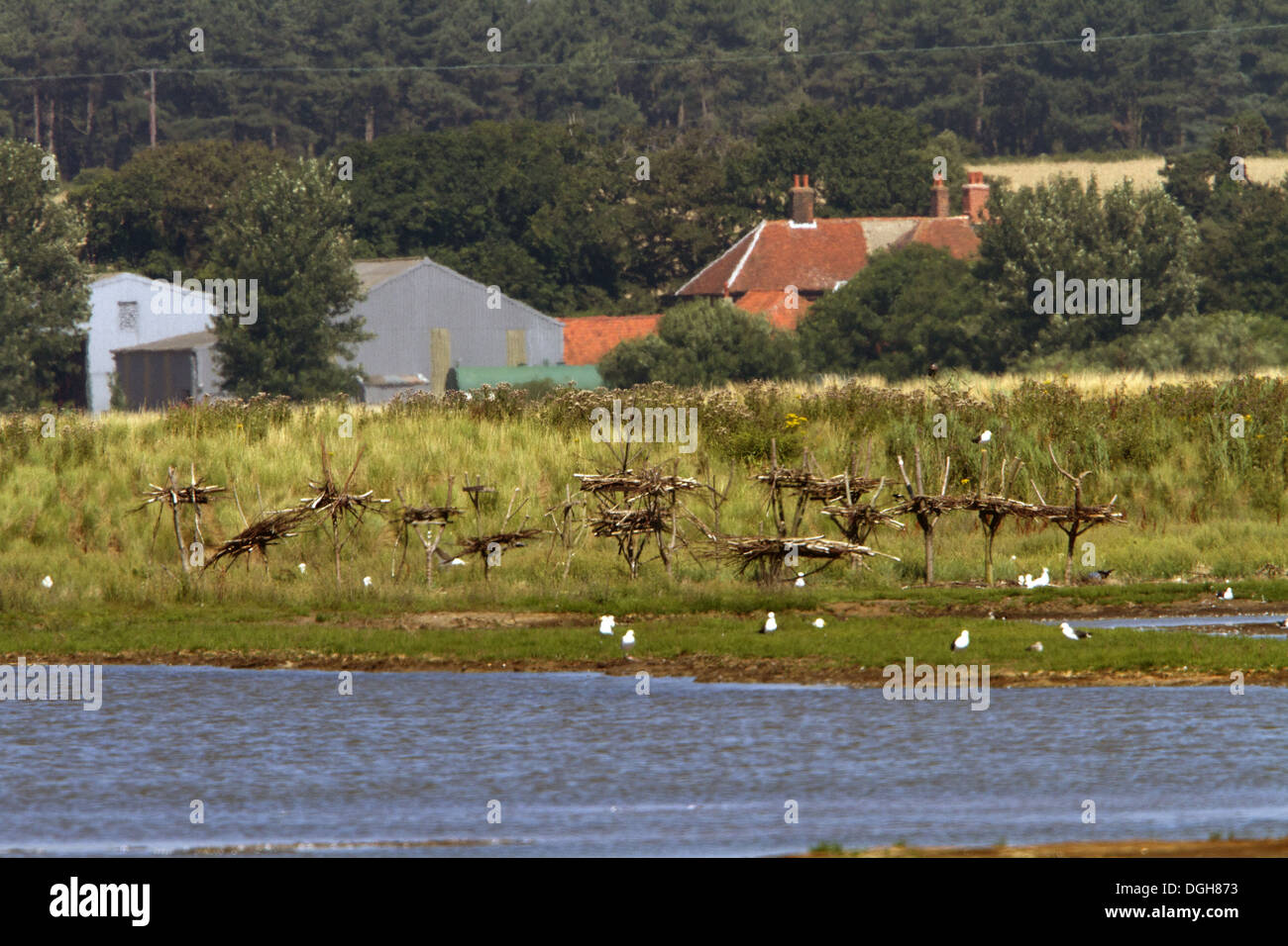 Artificial nesting platforms for Spoonbills on Havergate Island Marsh ...