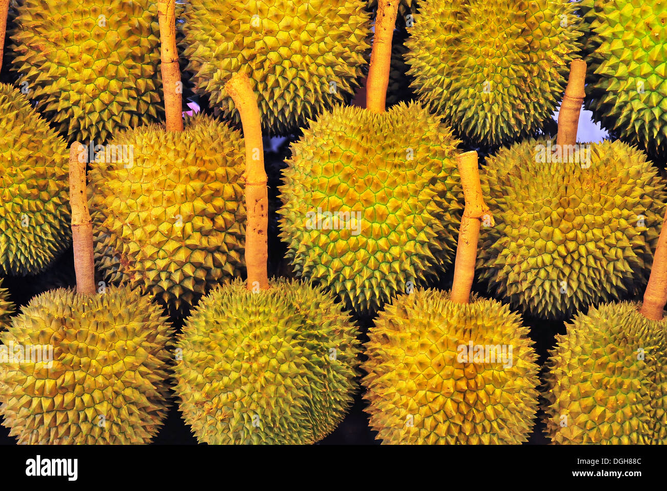 Kan yow durians hi-res stock photography and images - Alamy