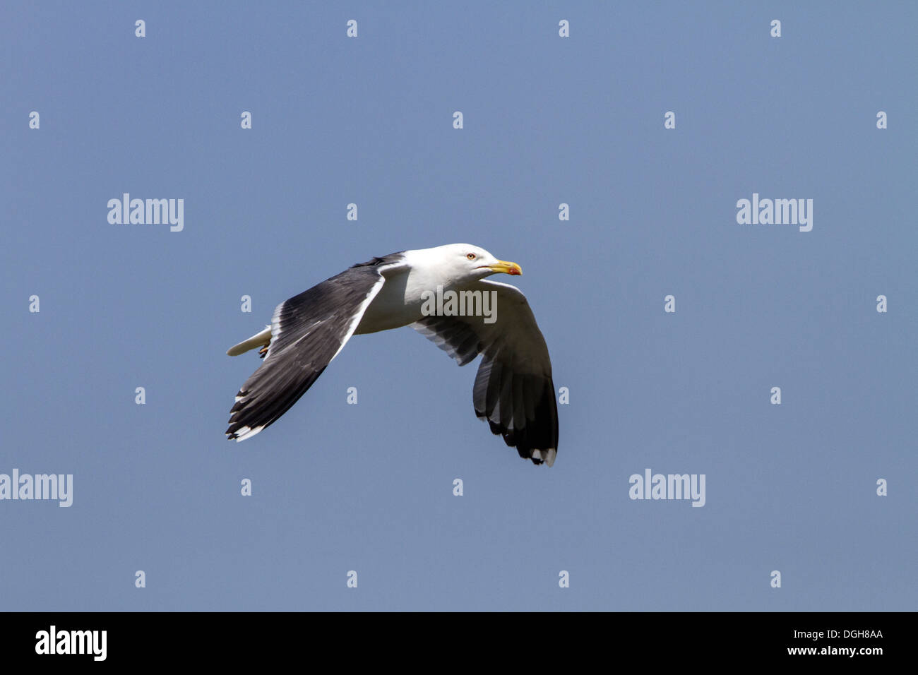 Flying Lesser Black backed Gull Stock Photo - Alamy