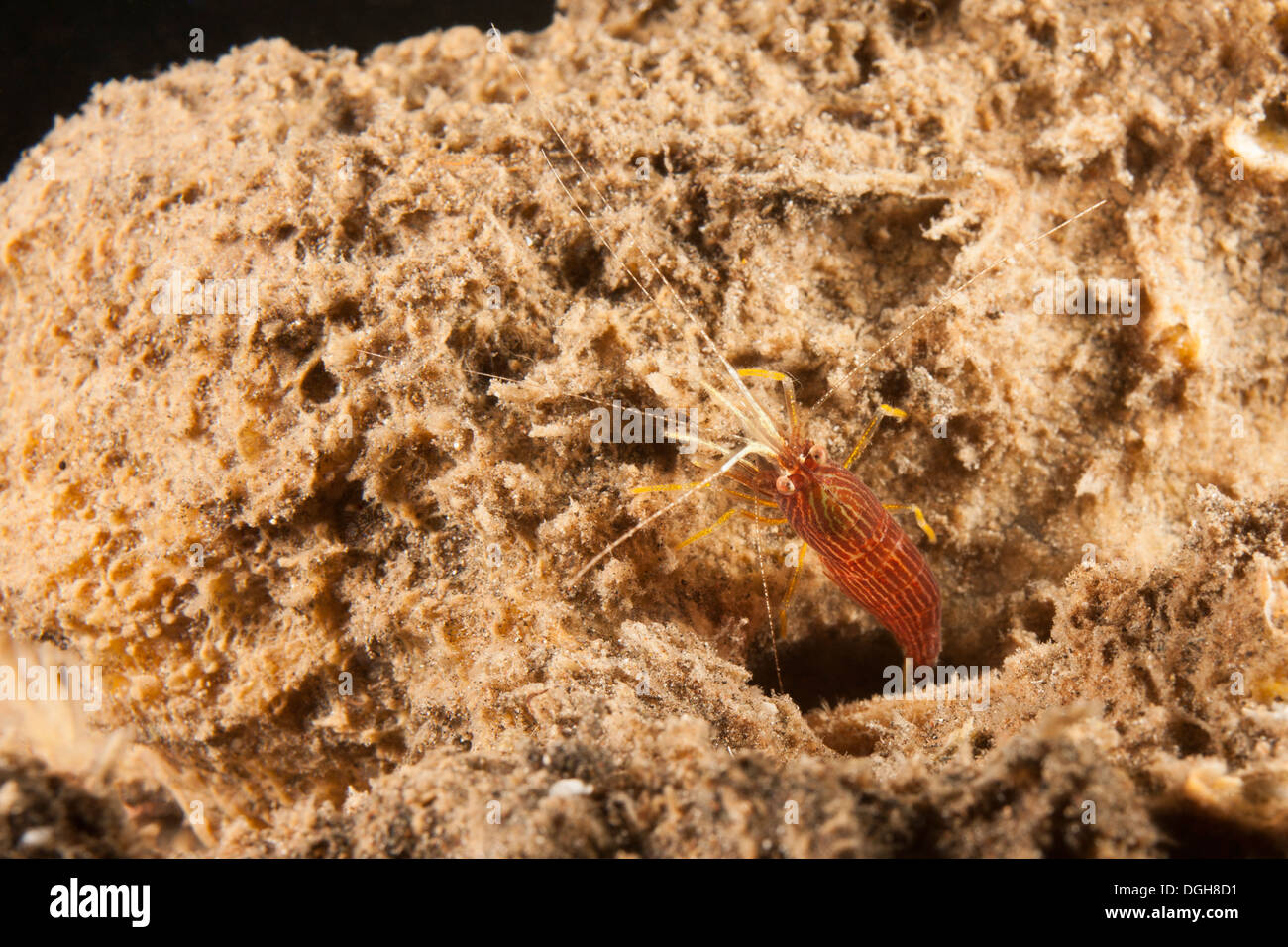Cleaner shrimp lysmatella prima hi-res stock photography and images - Alamy