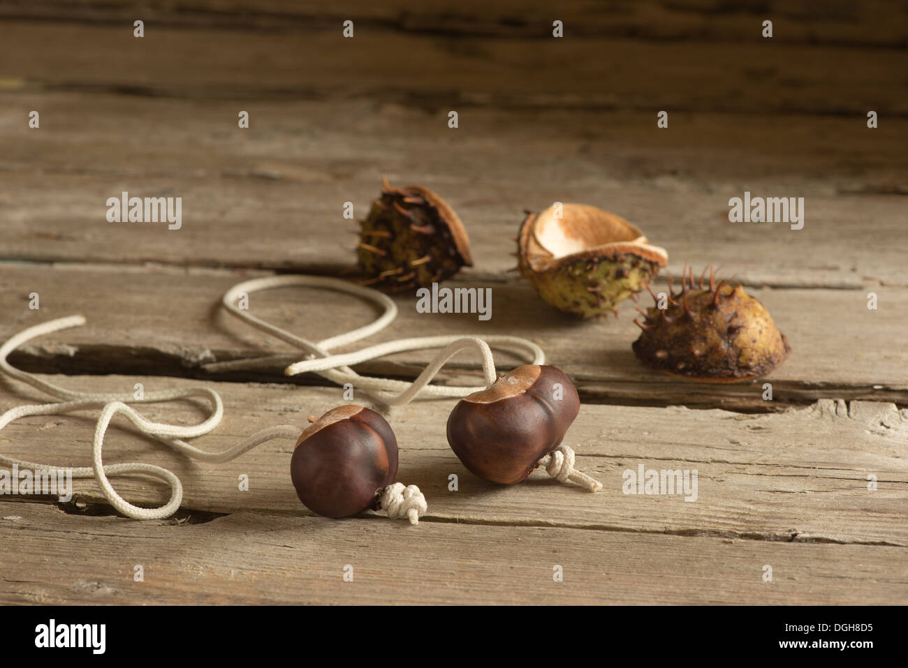 Preparation and anticipation ready for a game of conkers with two ...