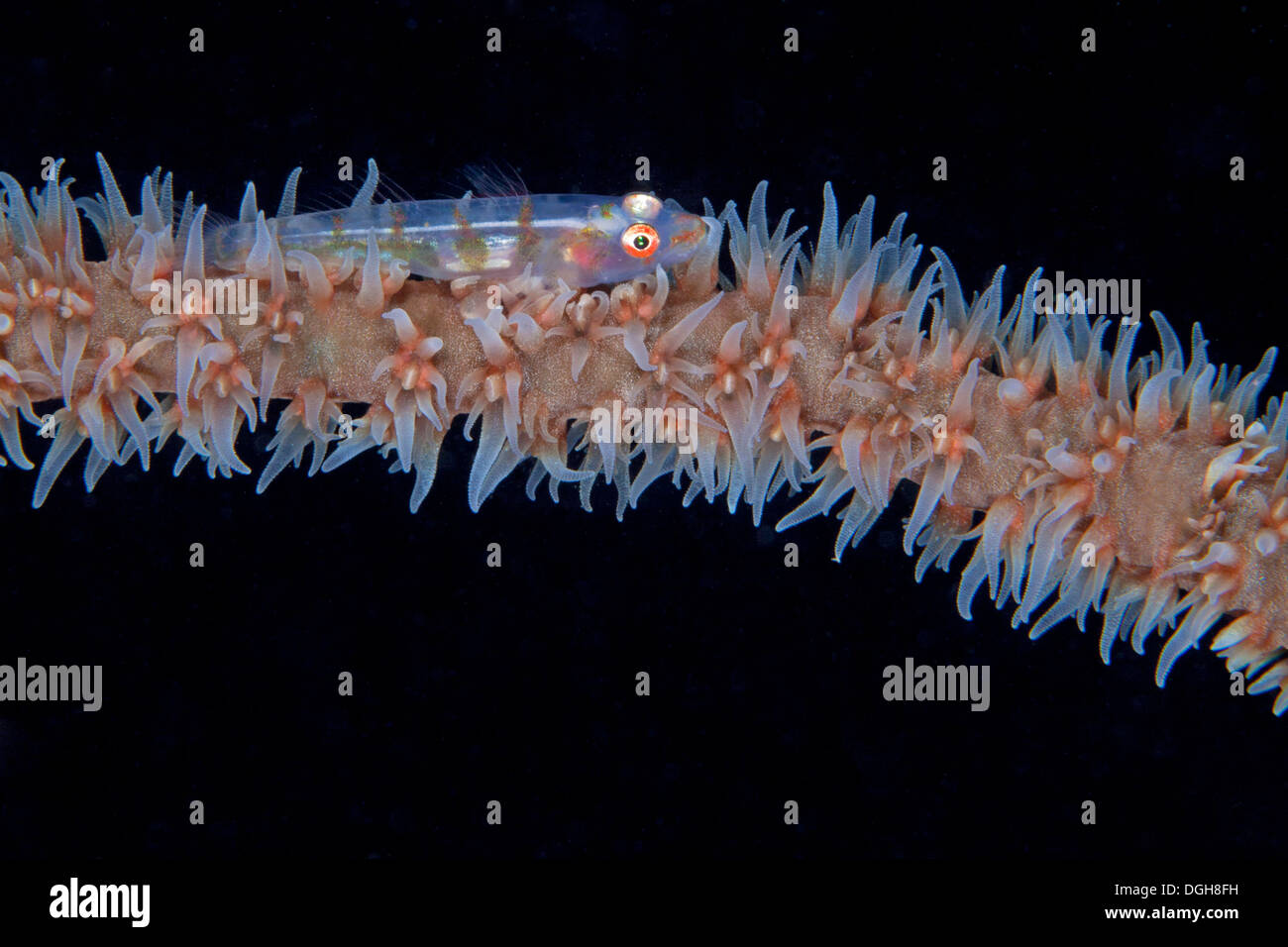Goby on whip coral (Bryaninops yongei) with extended polyps feeding at ...