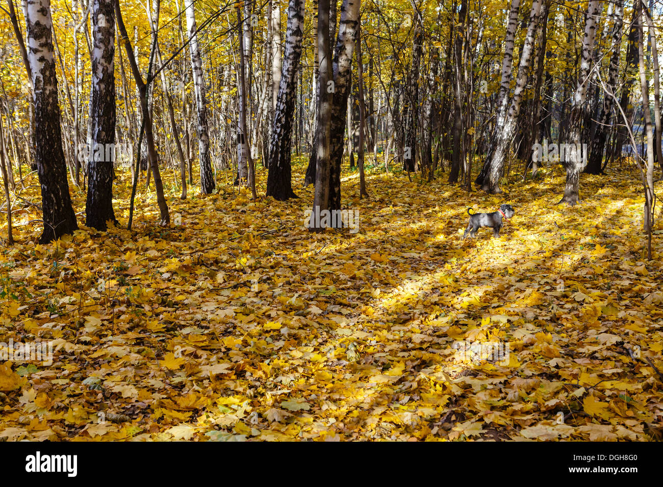Golden birch wood in fall season Stock Photo - Alamy