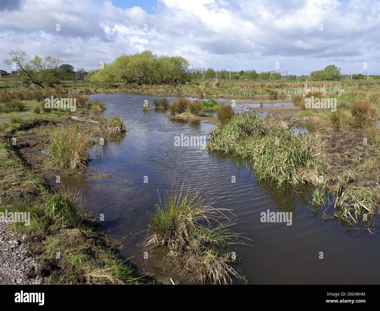 View of freshwater marshland habitat, Doxey Marshes, Staffordshire ...