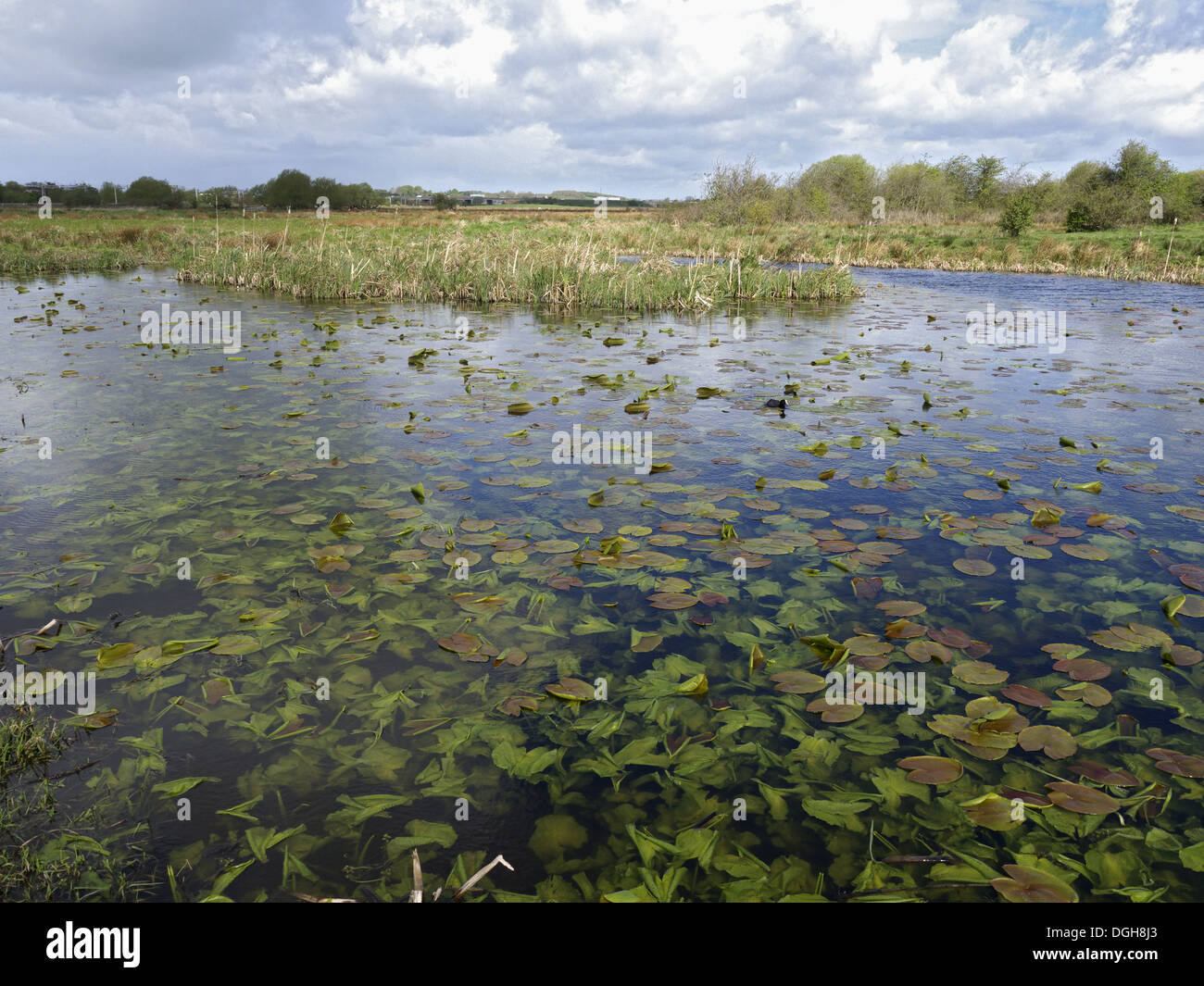 Freshwater habitats trust uk hi-res stock photography and images - Alamy